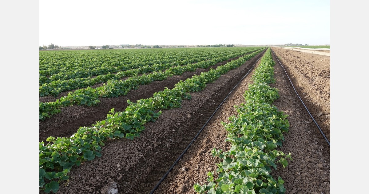Nueva asociación en el sector del melón: Legend Produce y Kiss Melons ...