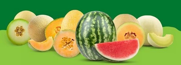 Nueva asociación en el sector del melón: Legend Produce y Kiss Melons ...