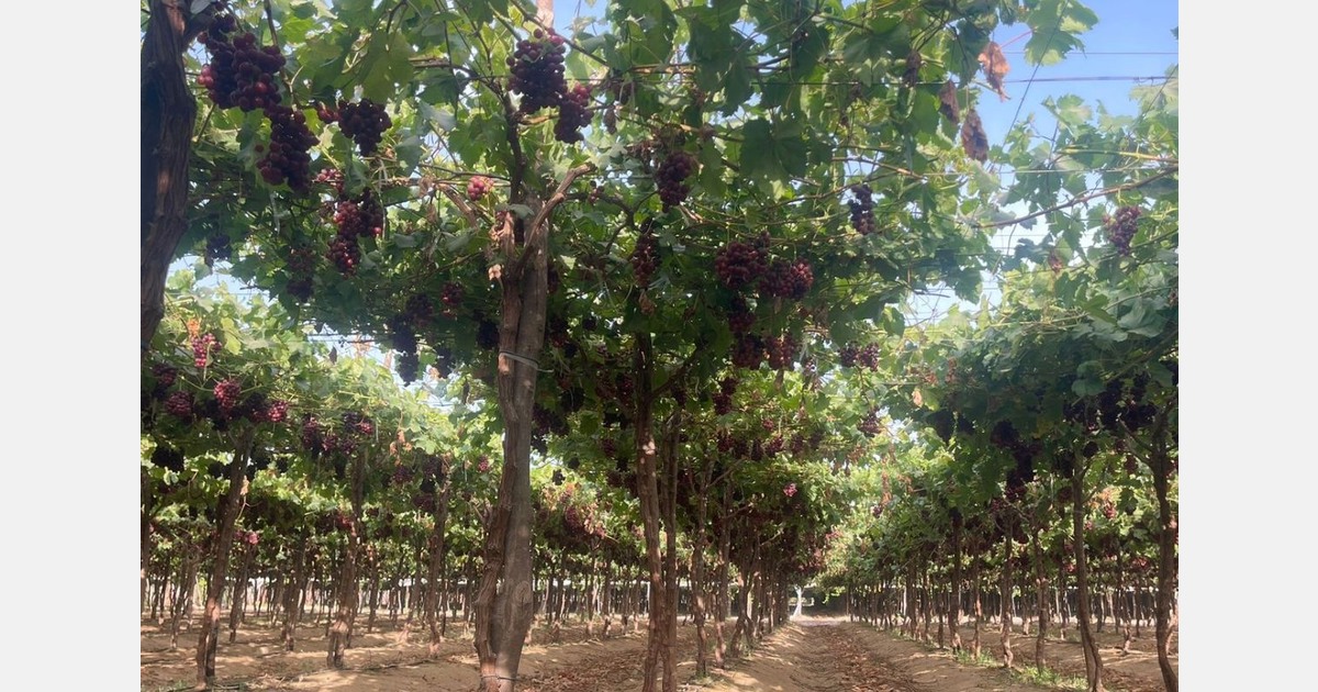 La campaña de uva de Egipto está prevista para principios de mayo