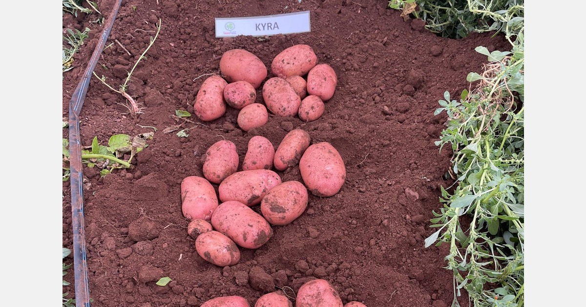 "Una buena variedad de patata ofrece potencial de crecimiento"