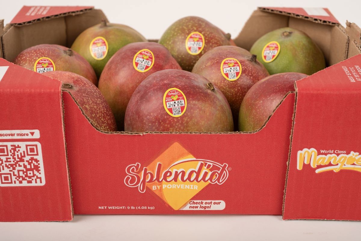 La temporada de mango mexicano está en transición del sur a Nayarit y ...