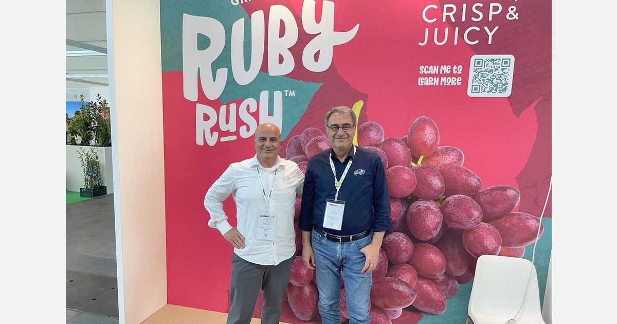 El cultivo de la uva Ruby Rush sigue creciendo en volúmenes y en ...