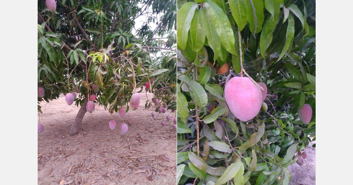 Buenas perspectivas para la temporada del mango en Senegal