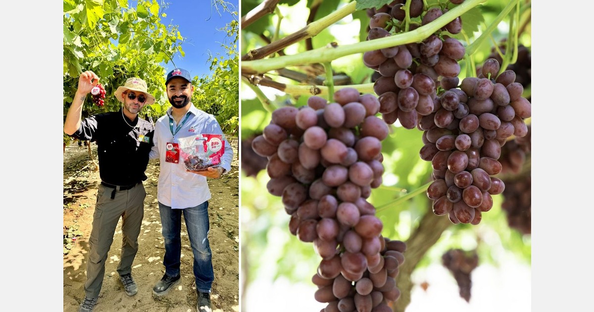 La nueva variedad de uva Ruby Rush se presenta a los productores mexicanos