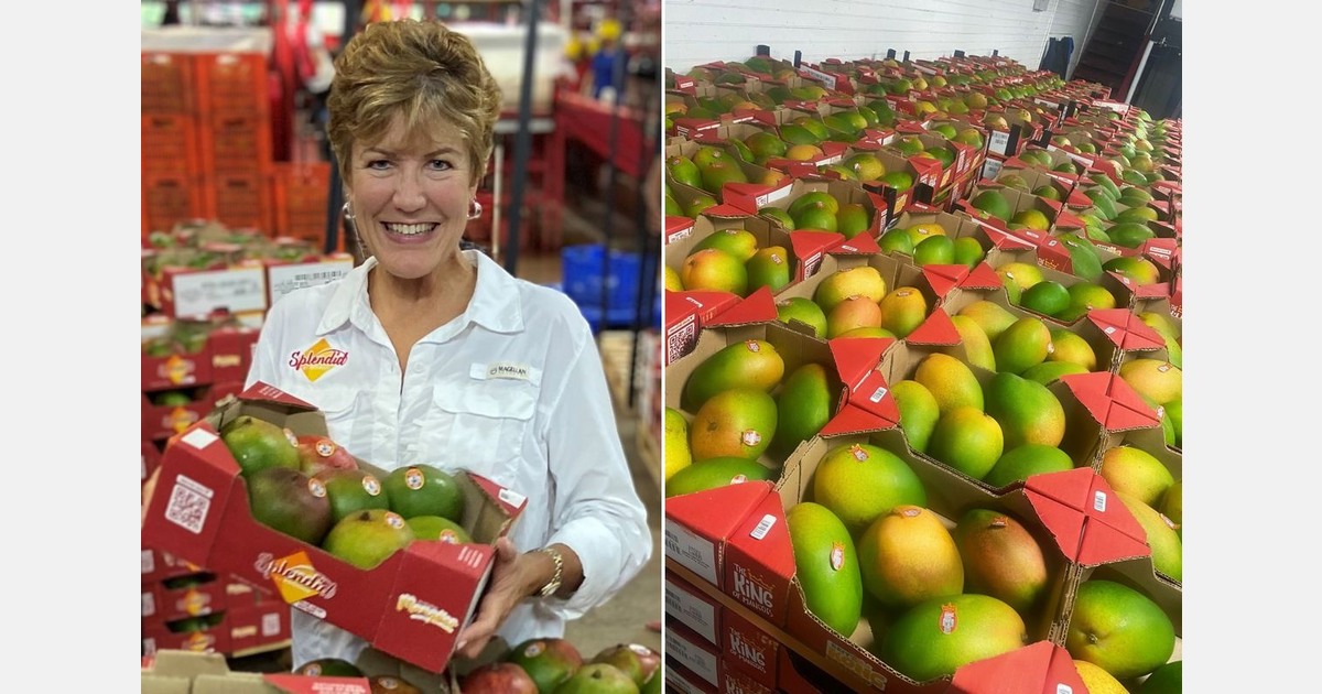 Comienza la cosecha de mango en Sinaloa, la principal región productora ...