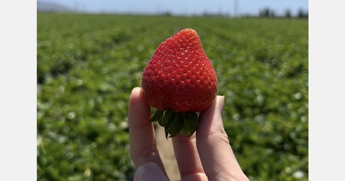 Más oferta de fresas con Salinas y Watsonville en temporada alta