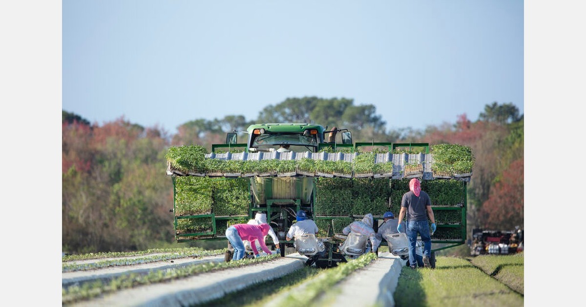 Qué significa la cancelación del Acuerdo de Suspensión del Tomate para ...