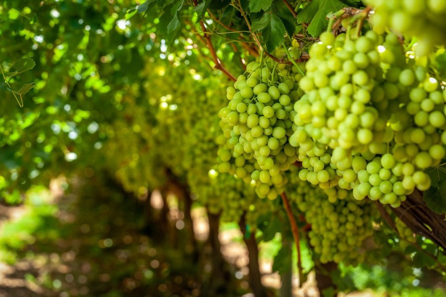 Se intensifica la lucha contra la infracción de la propiedad ...