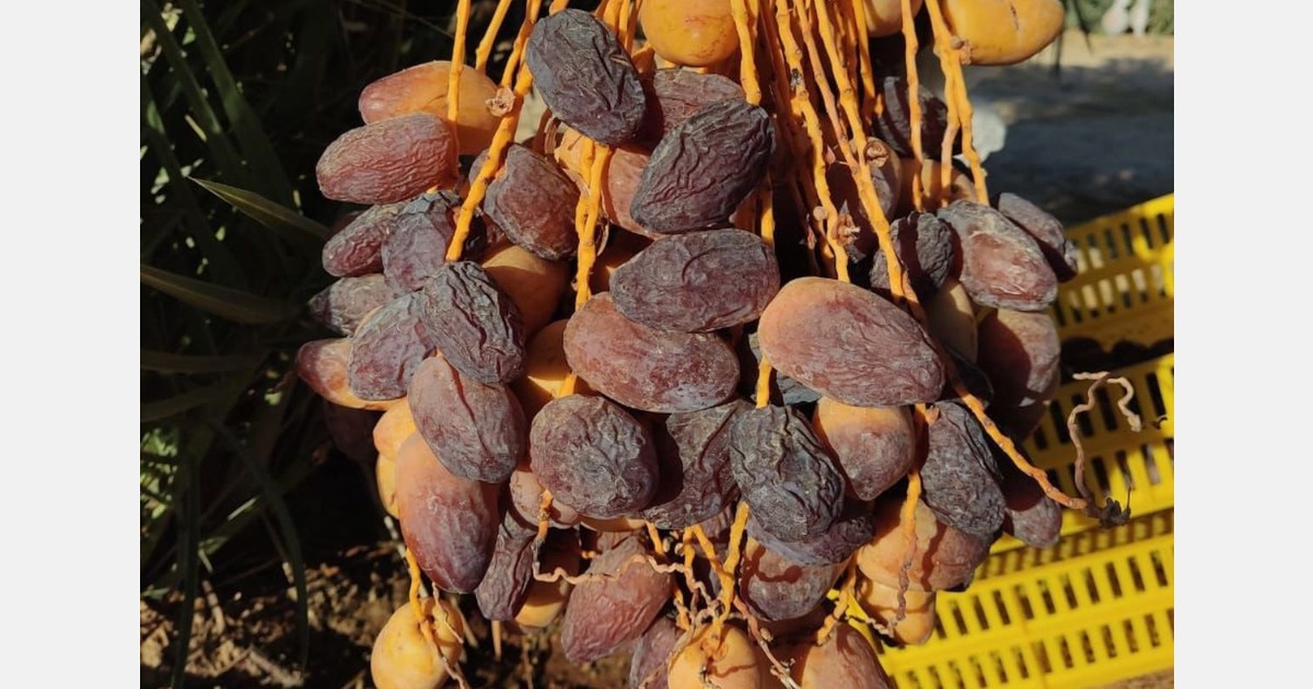 "Esta campaña vamos a exportar dátiles Medjool por primera vez a Japón"