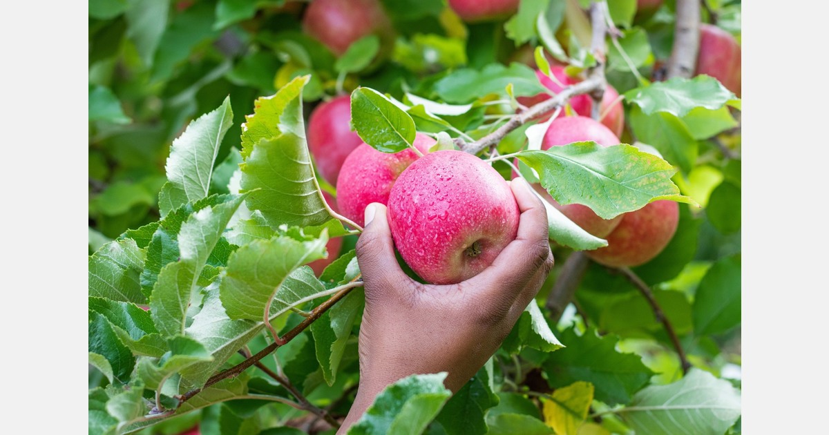 Llevar a Sudáfrica las principales variedades de manzanas y peras del mundo