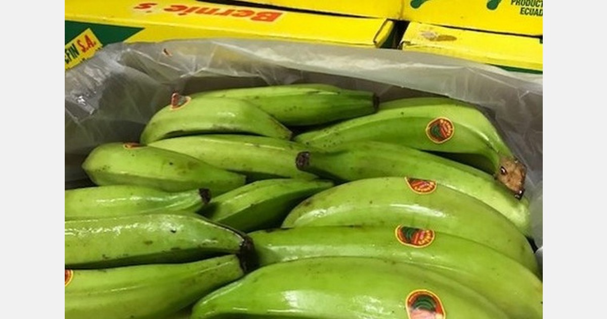 Se prevén volúmenes ajustados de plátanos hasta 2026