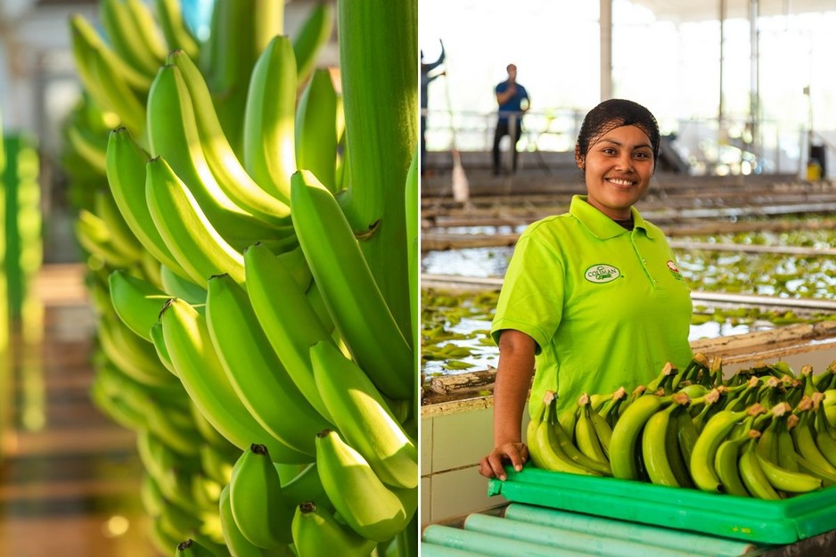 Un exportador mexicano de bananas apuesta por el mercado asiático