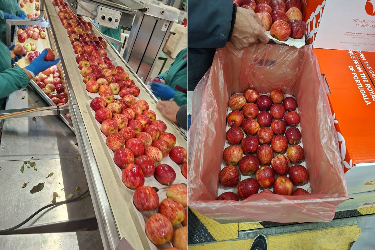 "Los mercados aprecian cada vez más las manzanas de menor tamaño"