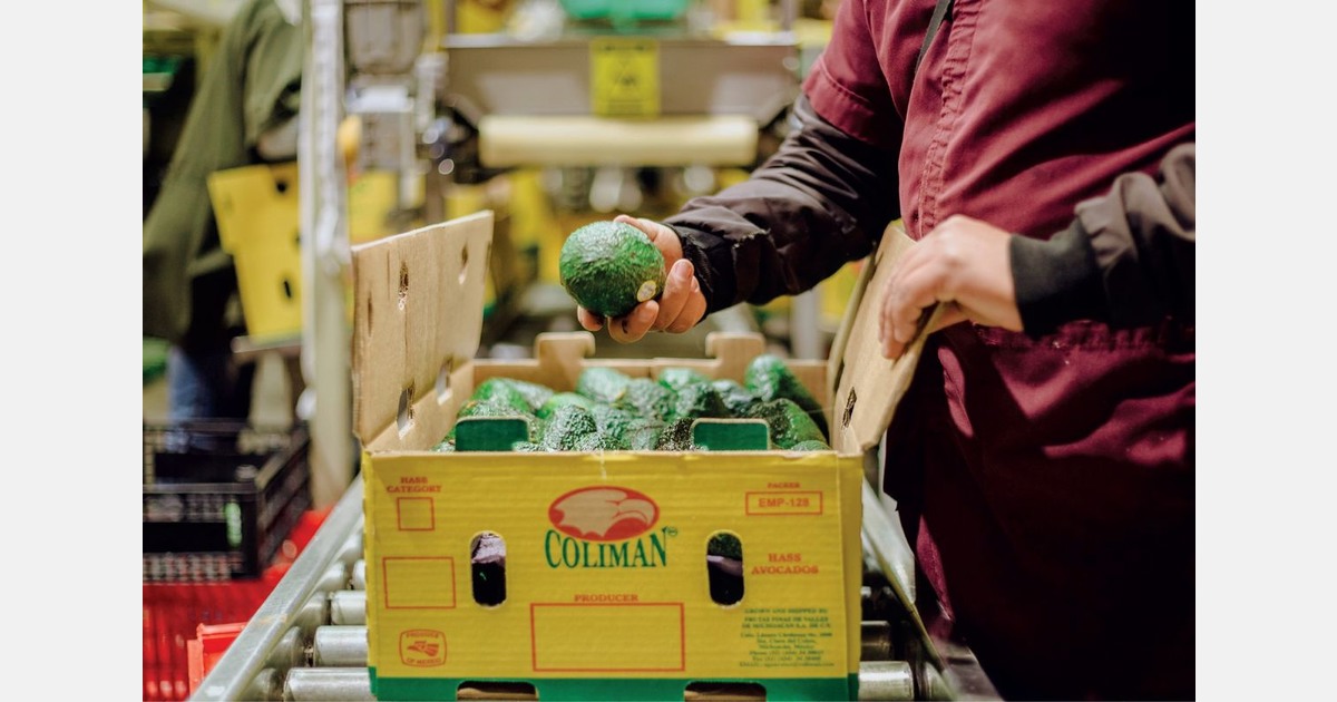 "El crecimiento de la industria aguacatera mexicana es realmente una ...