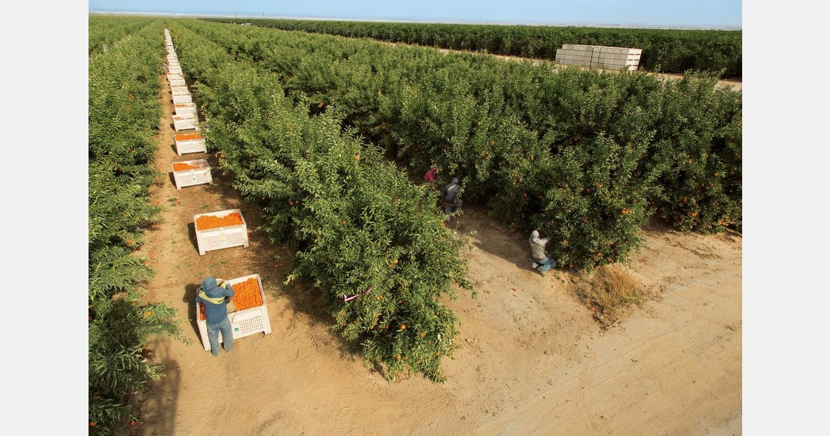 Buen comienzo de la temporada de mandarinas Halos en California pese a ...