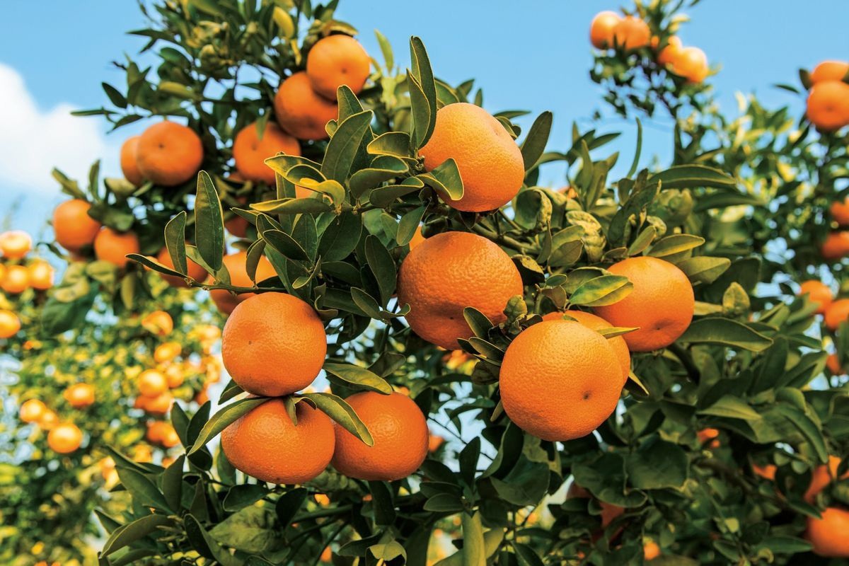 Buen comienzo de la temporada de mandarinas Halos en California pese a ...