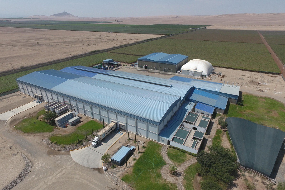 Unifrutti adquirirá las operaciones de uva de mesa de Safco en Perú