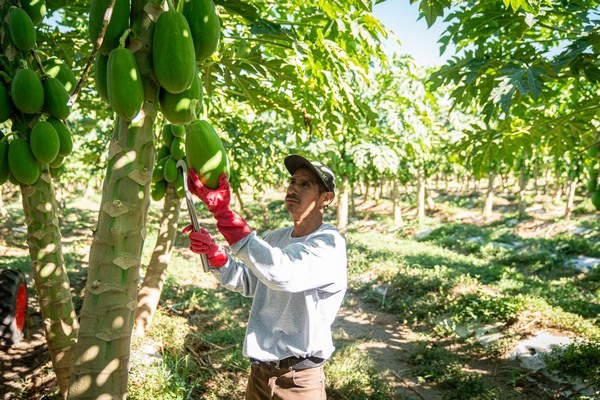 Precios más altos para la papaya mexicana