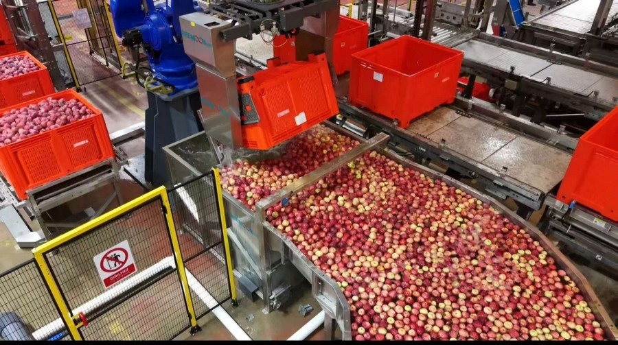 Un productor ecológico turco instala una línea de preclasificación de ...