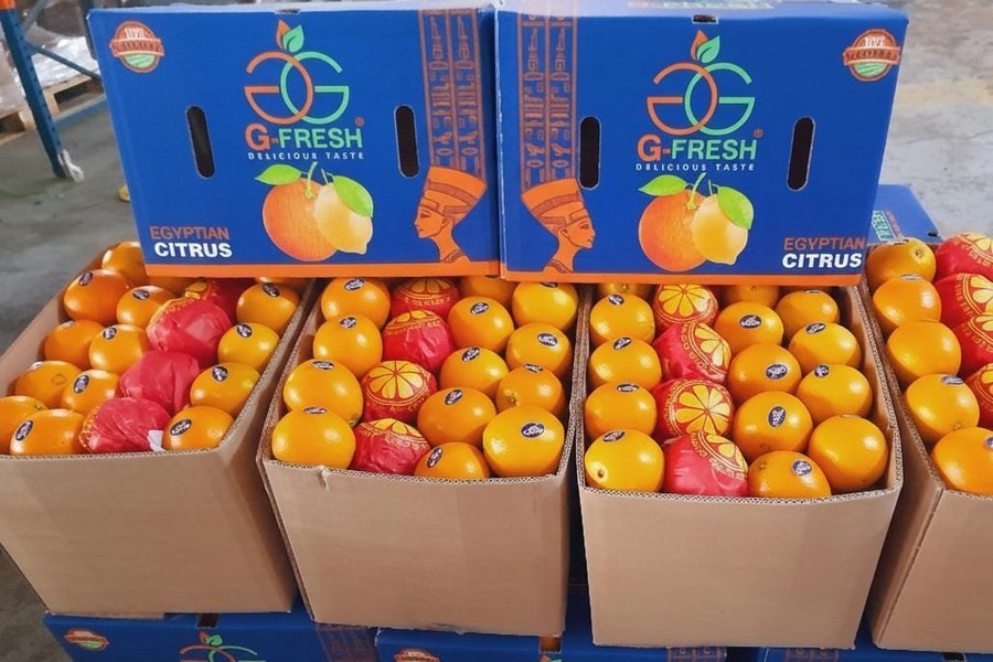 "Egipto está experimentando una sólida temporada de naranjas"