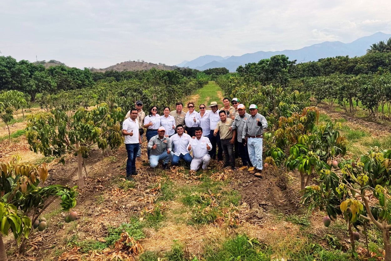"El mango transportado en avión es tres veces más caro que el que llega ...