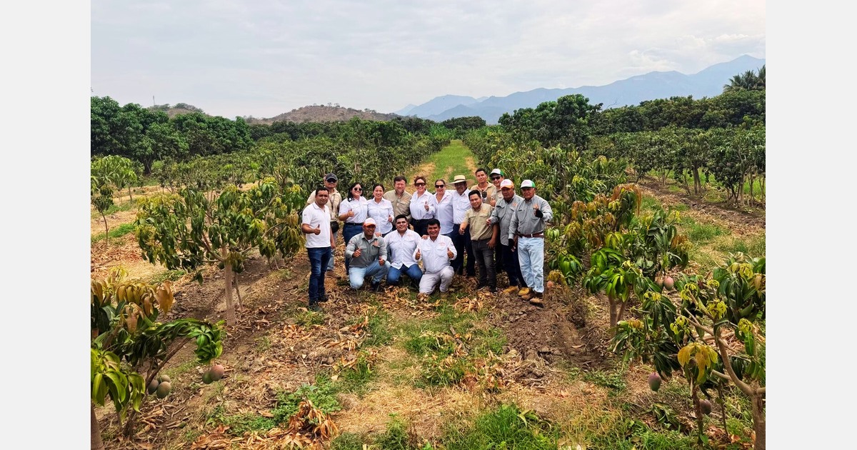 "El mango transportado en avión es tres veces más caro que el que llega ...