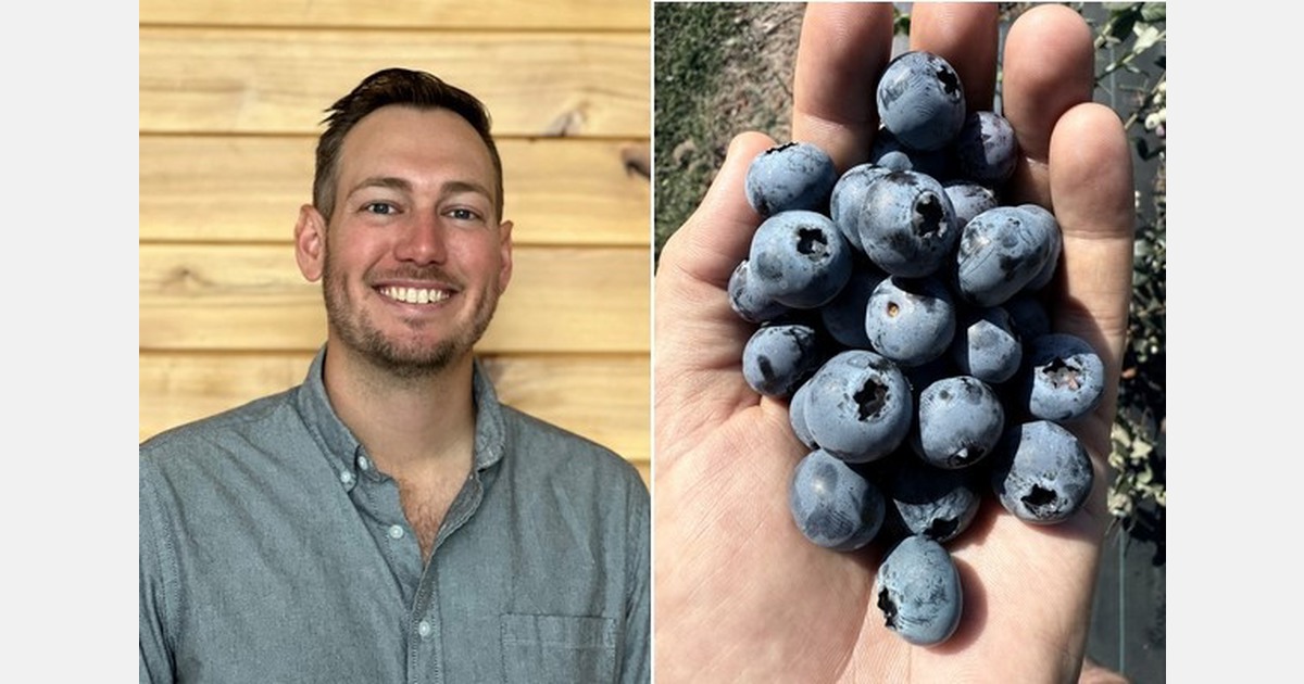 Los precios de los arándanos subirán en EE. UU. el mes que viene