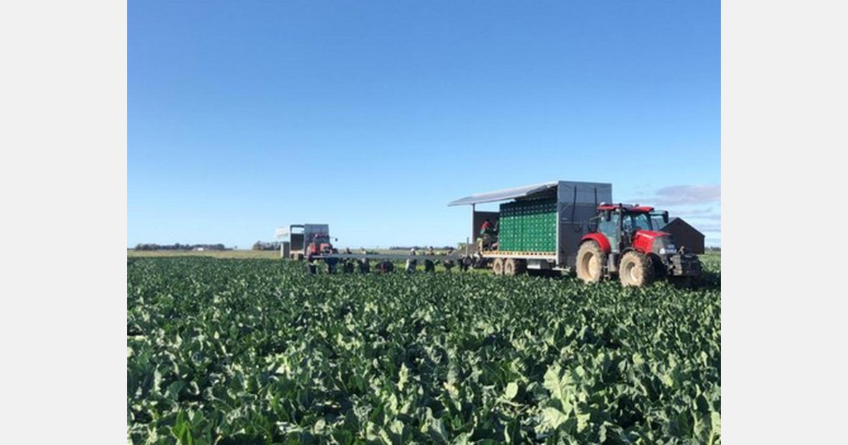 "El repollo y la col lombarda pierden popularidad en Alemania, el ...