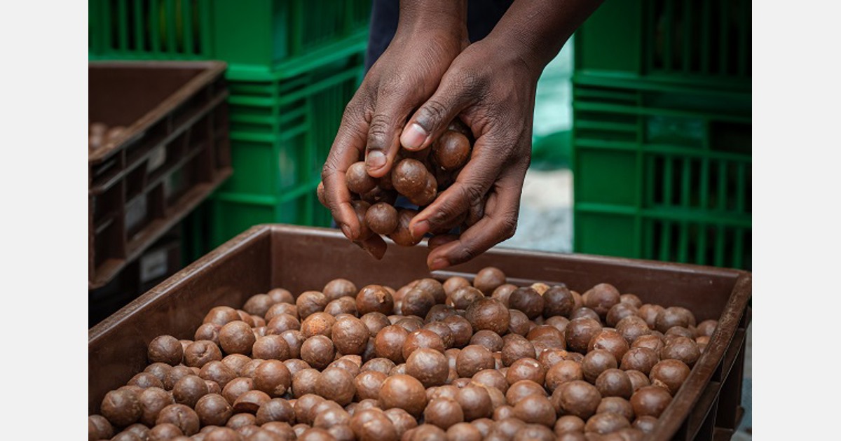 "Producimos nueces de macadamia junto a más de 7.000 pequeños ...