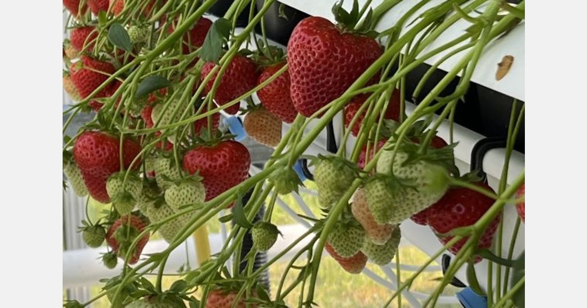 La variedad de fresa Jack alcanza rendimientos significativamente ...