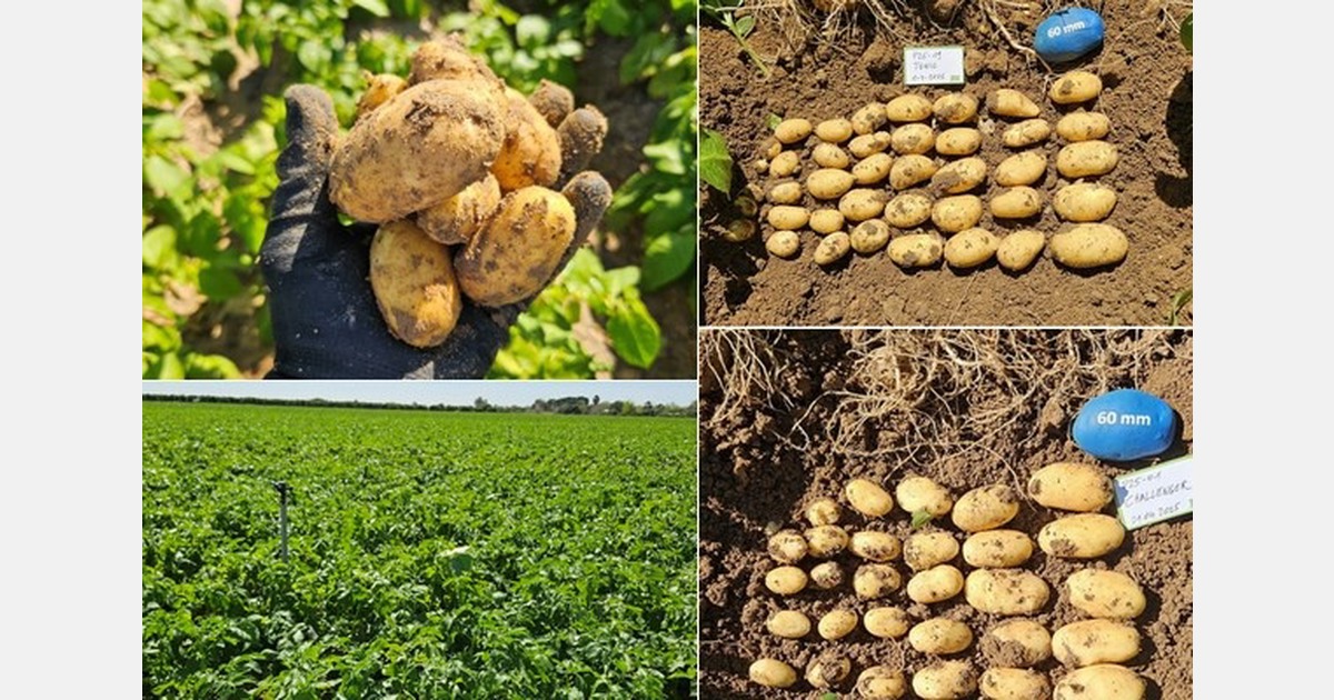 "Esperamos en Sevilla una cosecha de patatas temprana y escalonada"