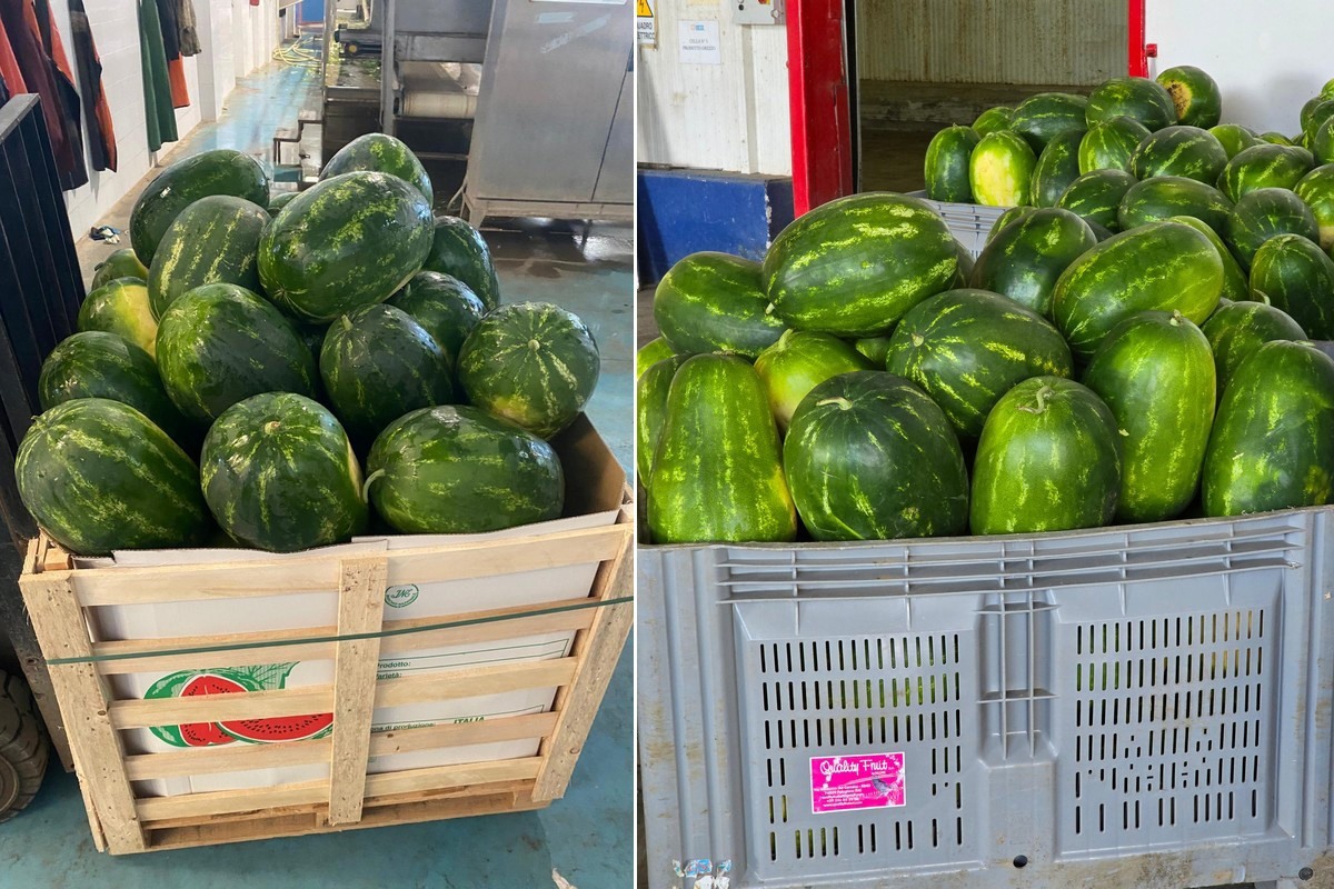 "Cada vez disponemos de menos recursos para el control de plagas"