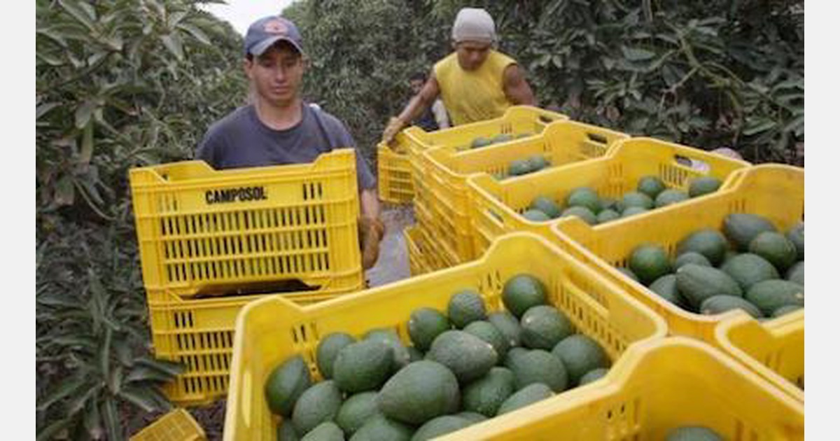 Perú prepara la plantación de 2.000 hectáreas más de palta Hass