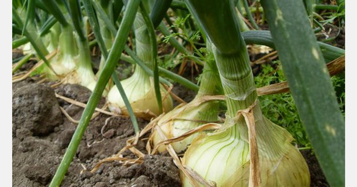 Demanda altísima de cebolla española y precios casi históricos