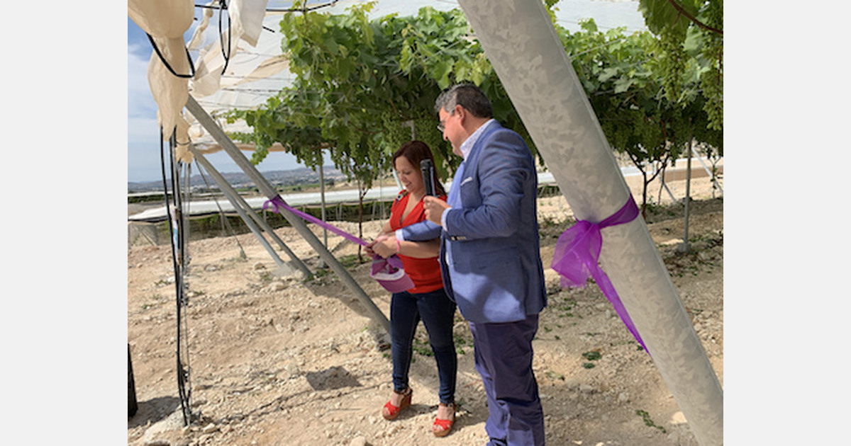 Presentan el nuevo producto de uva de mesa para niños Candy Snaps