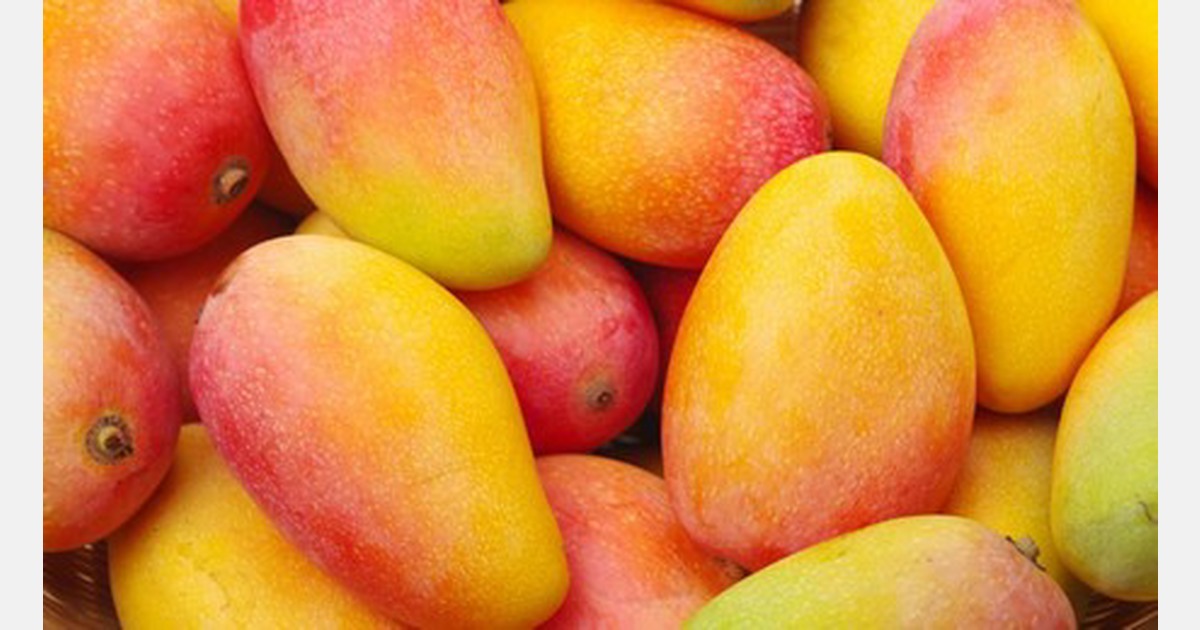 Perú: Las 10 principales empresas exportadoras de mango de Perú