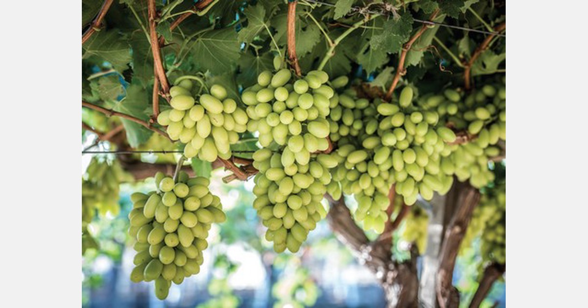 Comienza en Badajoz la campaña de uva de mesa ecológica ARRA 15
