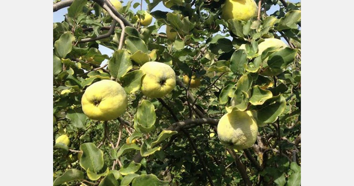 Perú estudia el potencial exportador del membrillo