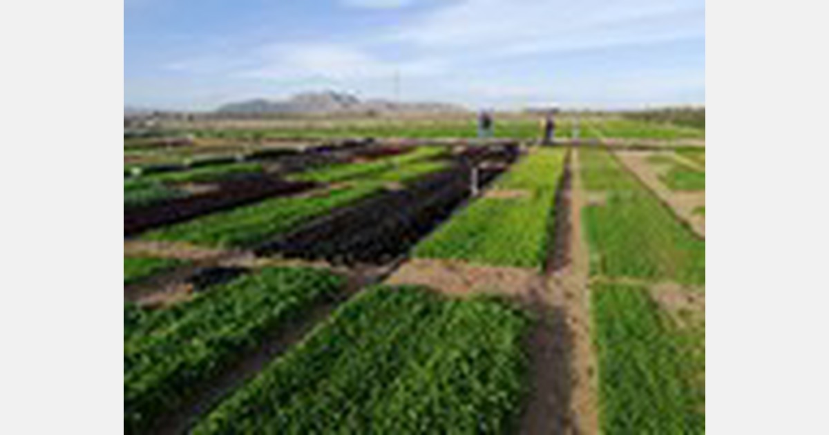 Maraldi Sementi y Unigen Seeds Spain presentan su gama de variedades ...