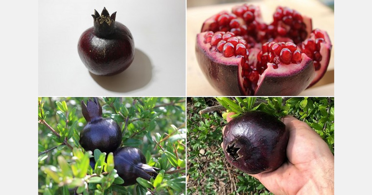 El mercado dispondrá pronto de la granada negra dulce Black Candy