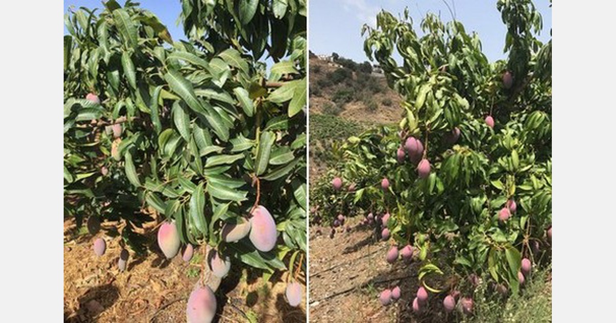 "Esperamos una cosecha de mango escalonada, sin picos de producción"