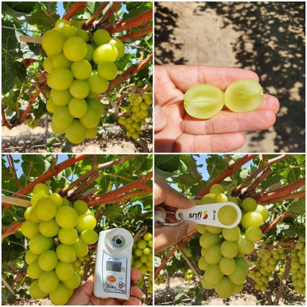 Crece la demanda de las variedades Ivory™ y Timpson™ de SNFL en China