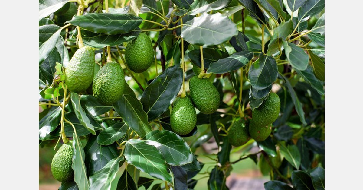 Grupo Orsero anuncia su colaboración con Apeel para combatir el ...