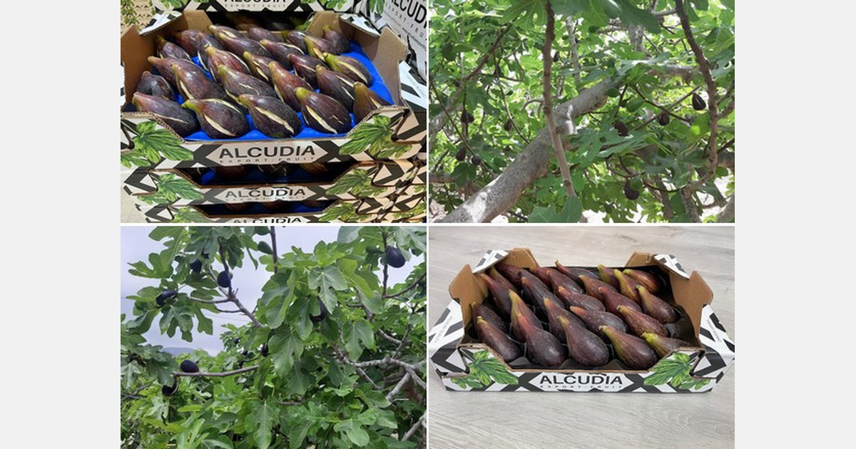 “La breva es un fruto único que nos permite llegar a los mercados sin ...