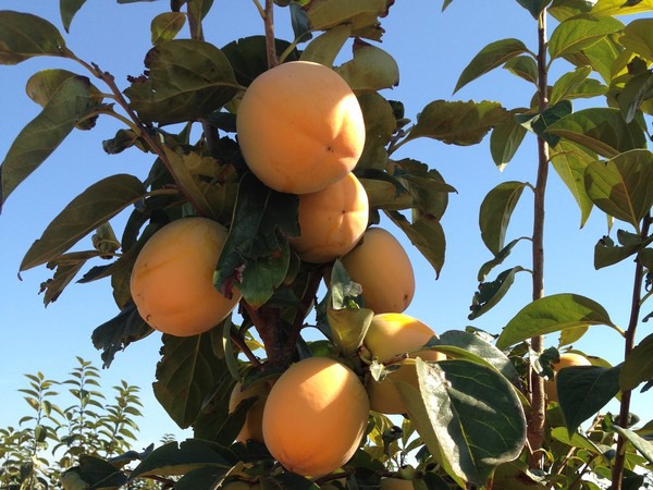 “Somos lo que somos gracias al kaki”