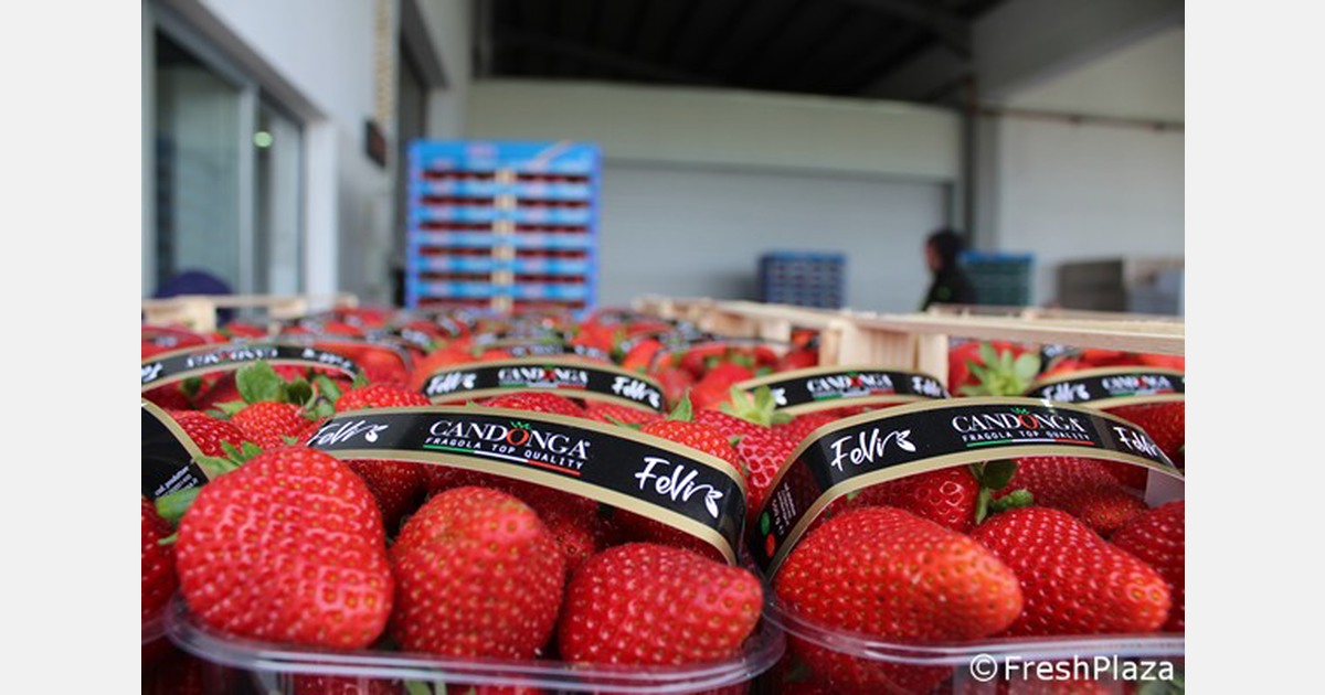La fresa Candonga italiana se defiende en los mercados, pero las ...
