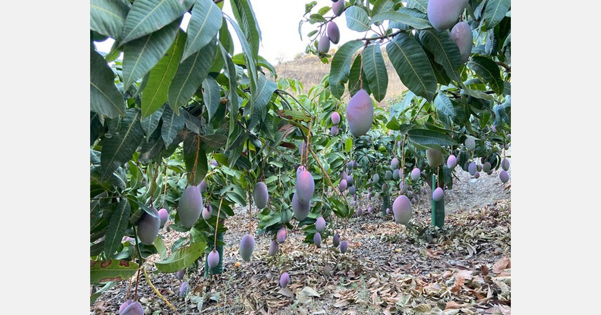 "Nos encontramos ante una campaña de mango determinada por un volumen ...