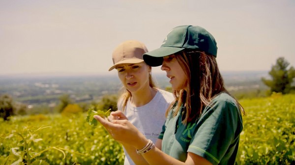 "Aprovechar la presencia espontánea de insectos beneficiosos en el campo mejora el control de ...