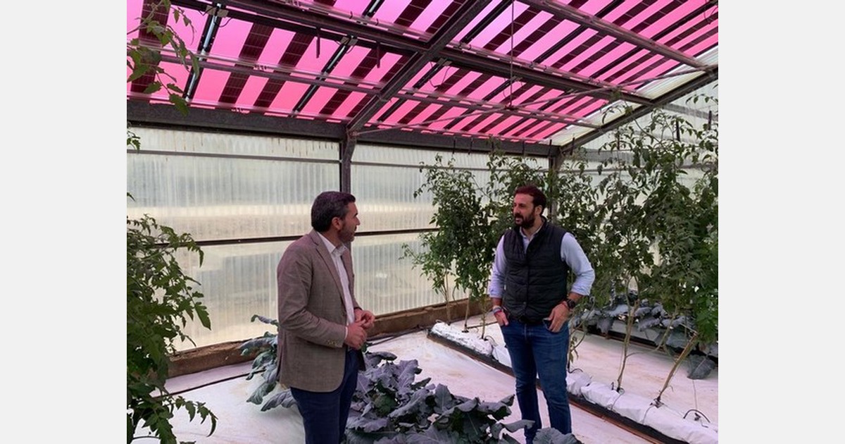 Estudian el comportamiento del cultivo de tomate y brócoli bajo placas ...