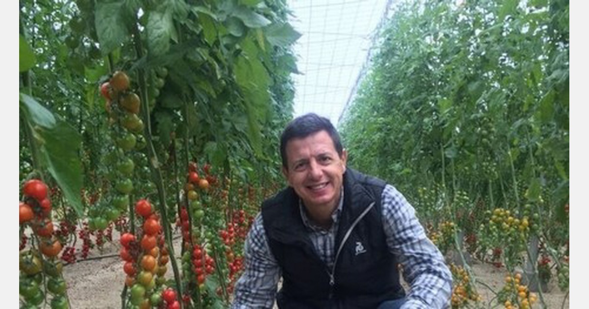 Rijk Zwaan lanza una gama completa de variedades de tomate resistentes ...